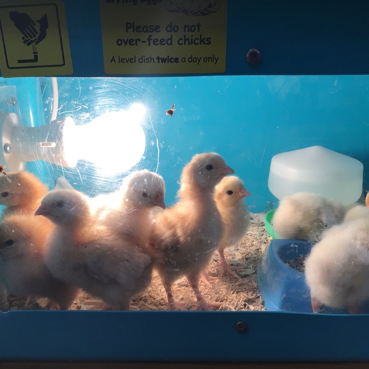 Chick facts from Reception - Swavesey Primary School
